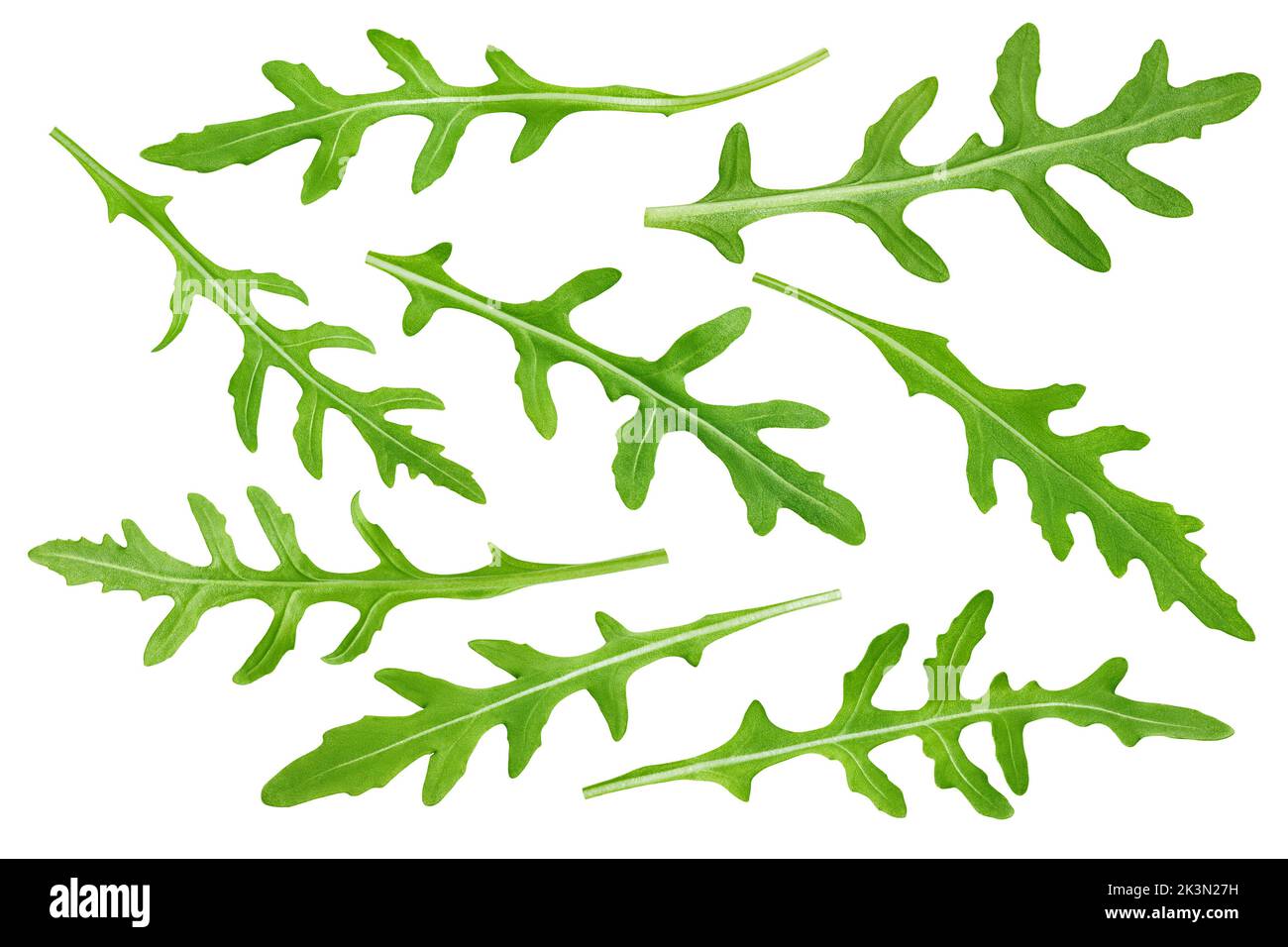Arugula, rocket, eruca, rucola, isolated on white background, clipping ...