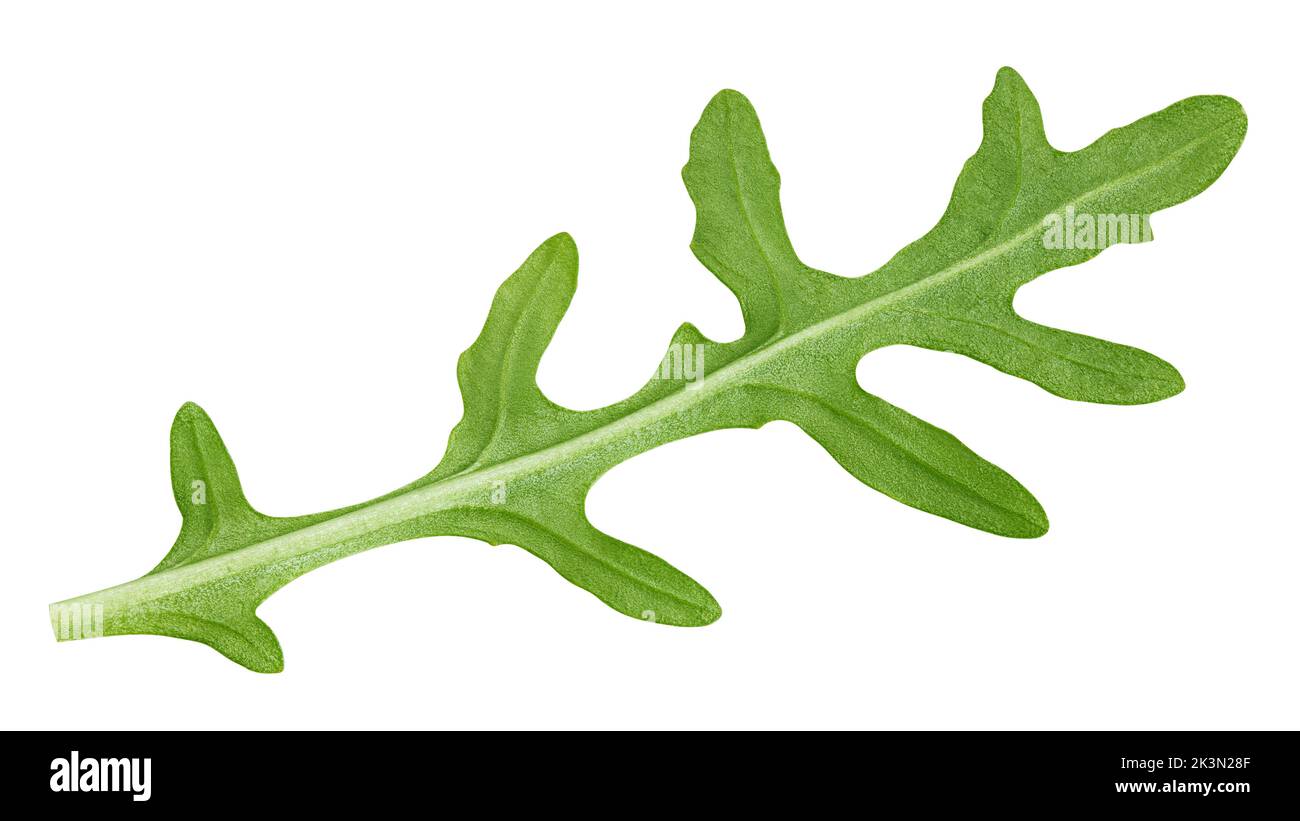 Arugula, rocket, eruca, rucola, isolated on white background, clipping ...