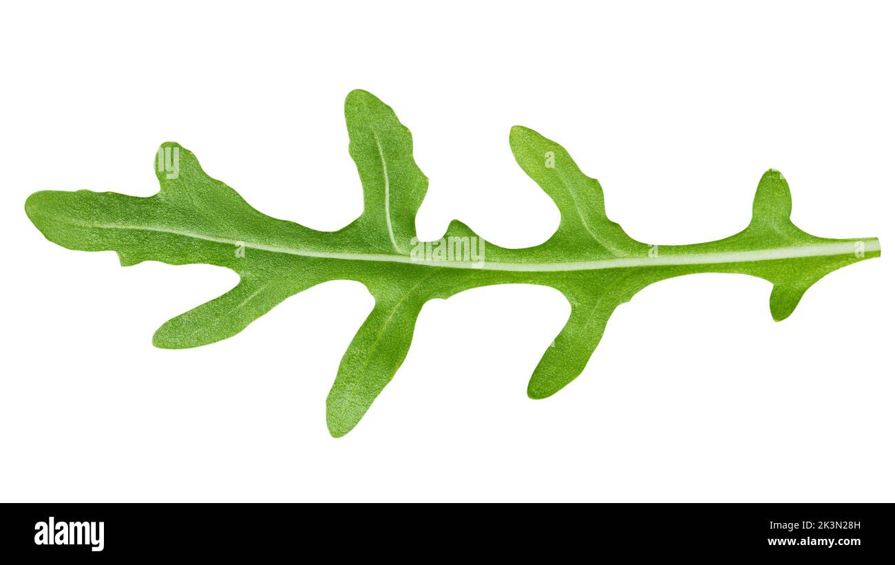 Arugula, rocket, eruca, rucola, isolated on white background, clipping ...