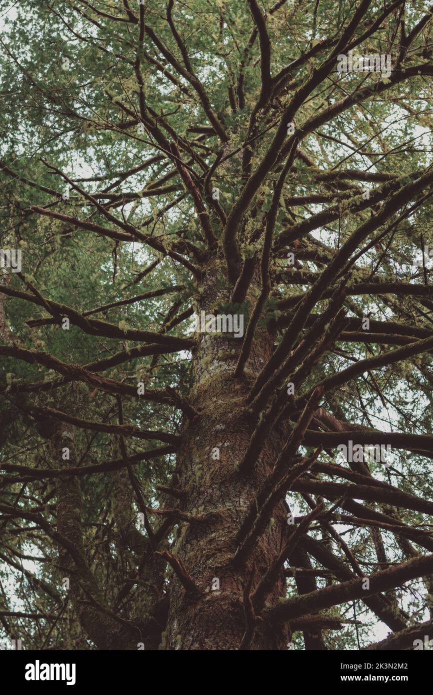 A vertical low angle shot of a tall pine tree in Madeira Stock Photo ...