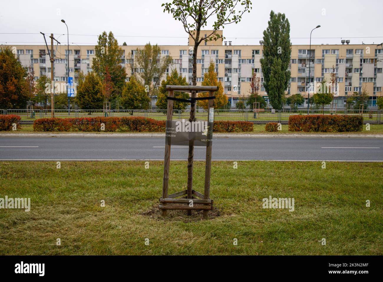 Trees planted as part of the 'Milion Drzew' or million trees program ...