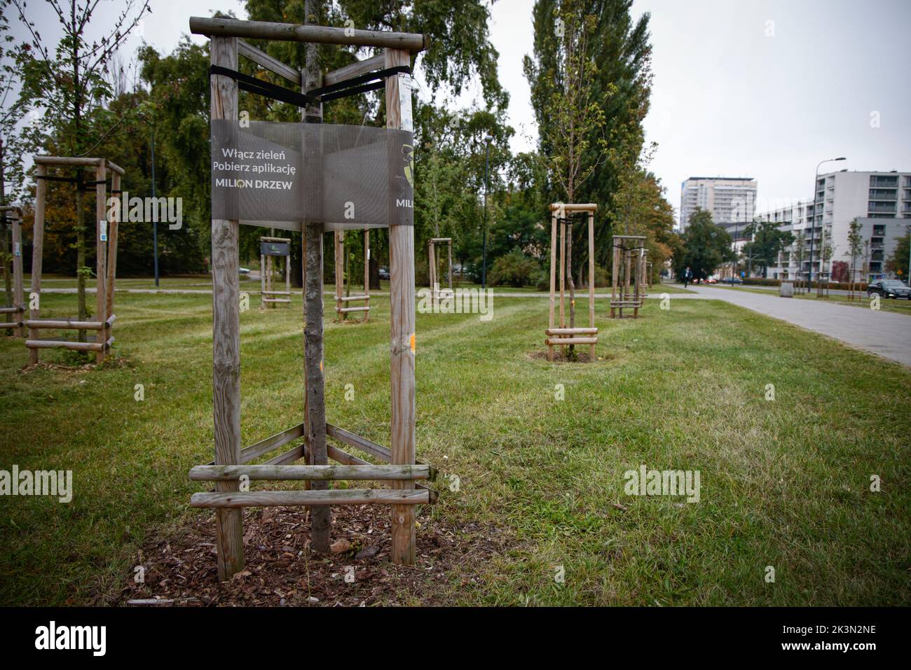 Trees planted as part of the 'Milion Drzew' or million trees program ...