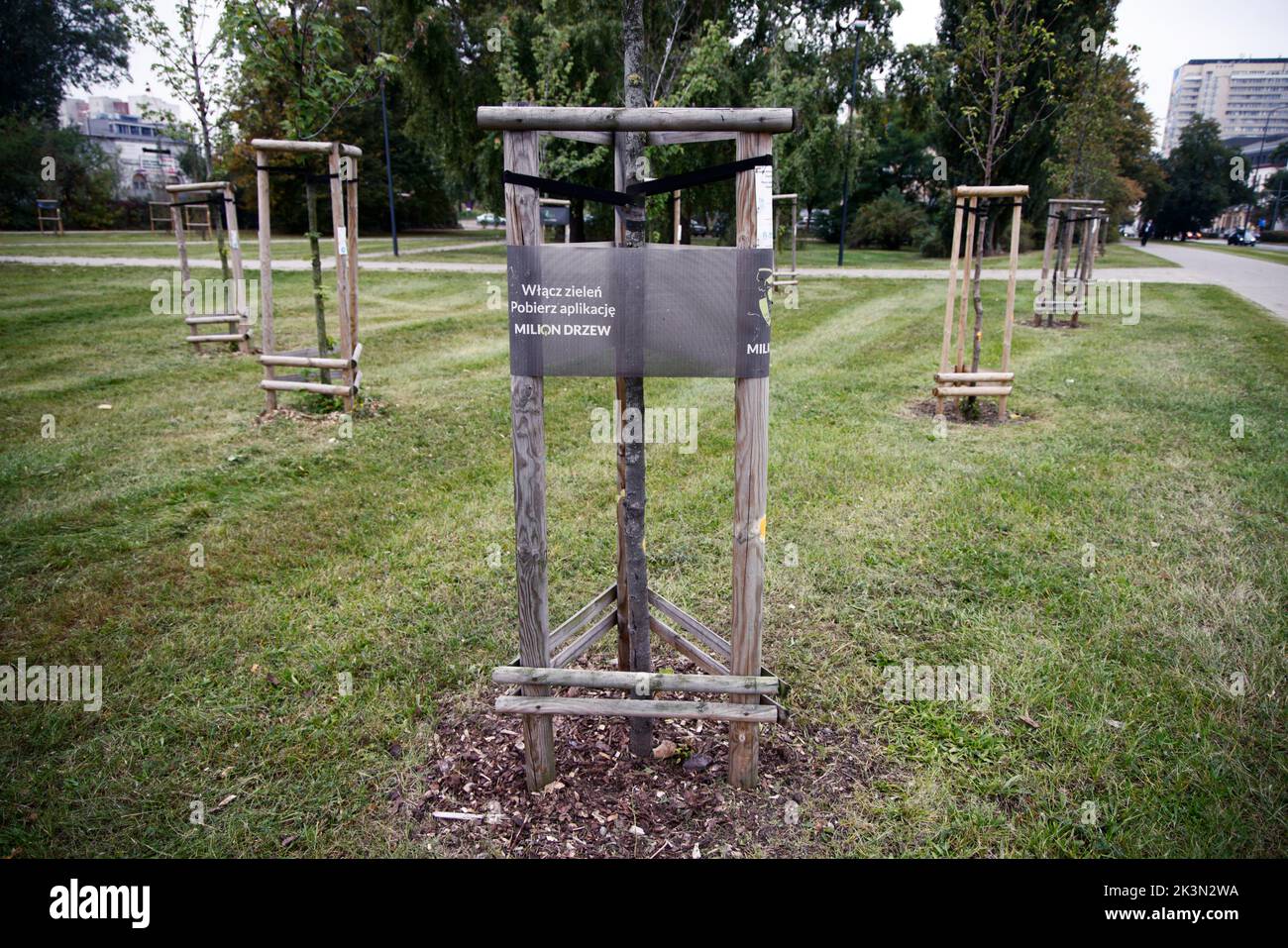 Trees planted as part of the 'Milion Drzew' or million trees program ...