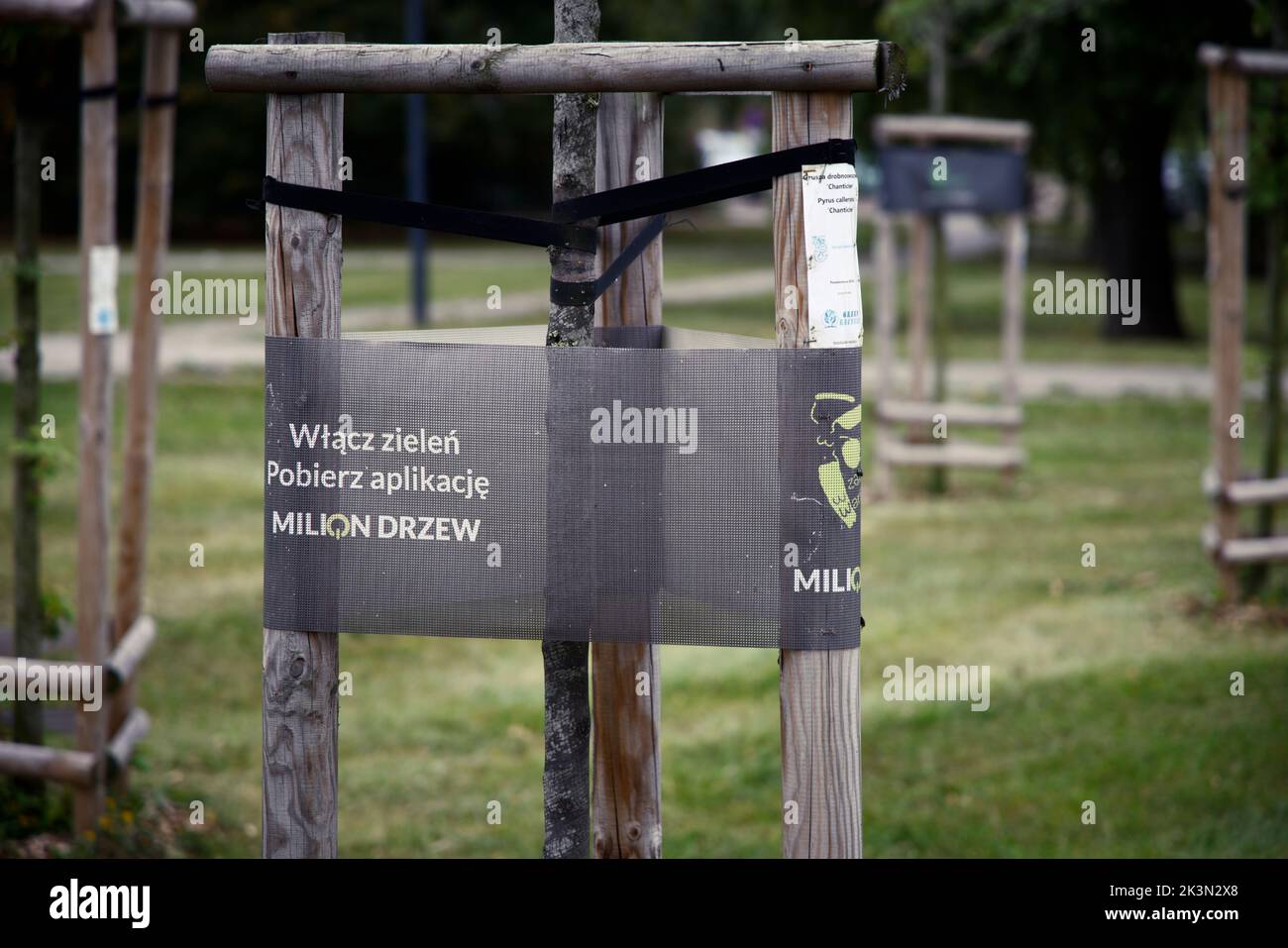 Trees planted as part of the 'Milion Drzew' or million trees program ...