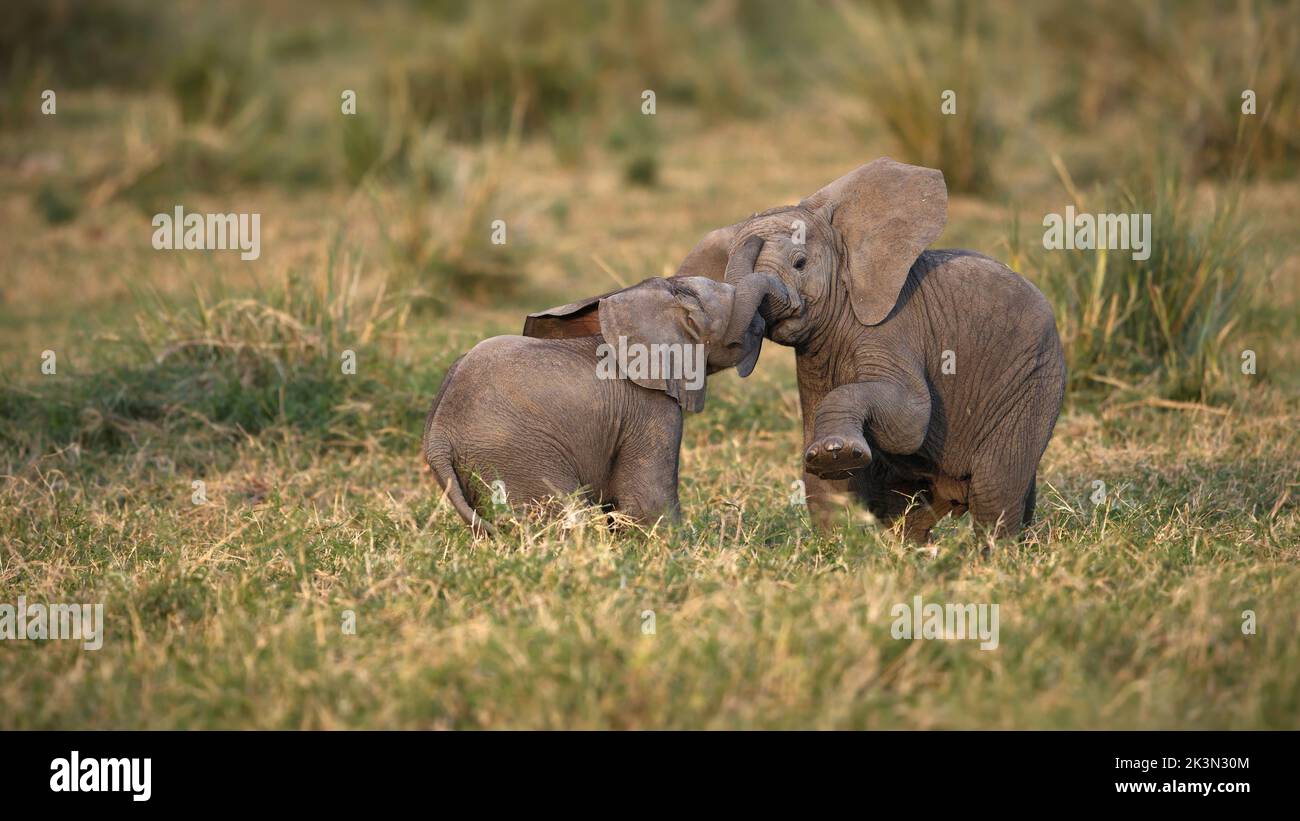 An elephant cuddling its infant in Masai Mara in Kenya Stock Photo - Alamy