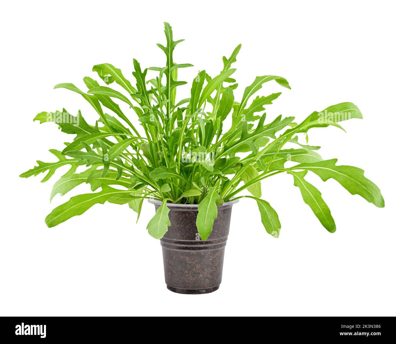 Arugula grows in pot, isolated on white background, clipping path, full ...