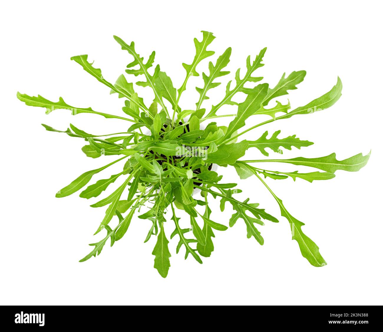 Arugula grows in pot, isolated on white background, clipping path, full ...