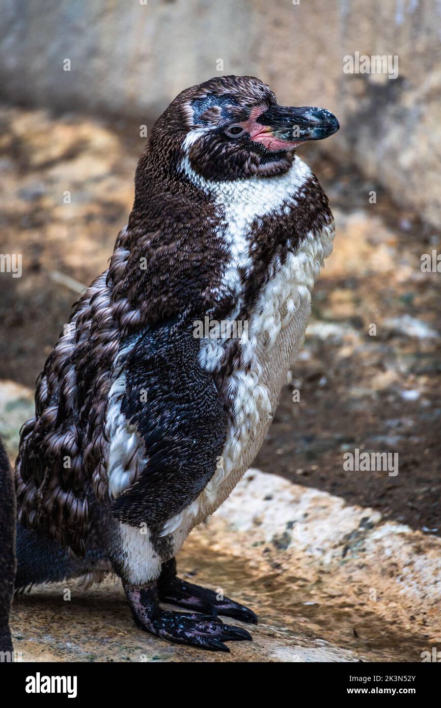 A vertical shot of a funny Humboldt penguin Stock Photo - Alamy
