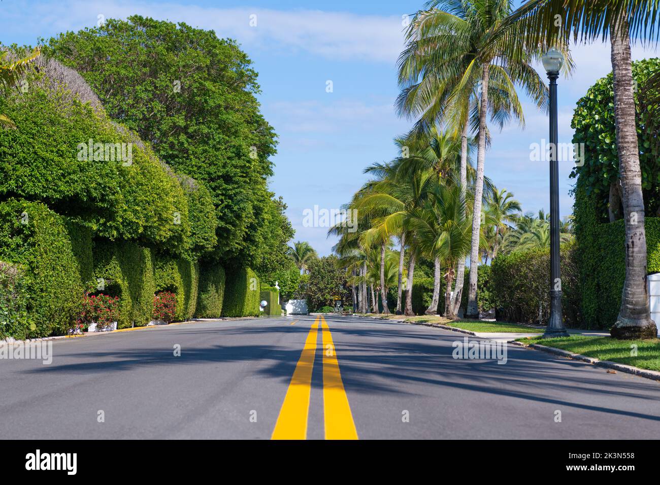 empty highway with yellow marking and palm trees on avenue Stock Photo ...