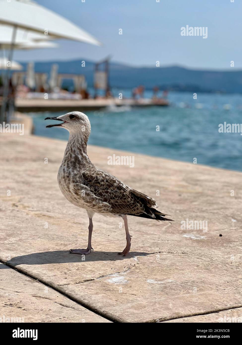 A vertical closeup shot of a gray seagull perched on a lake shore Stock ...