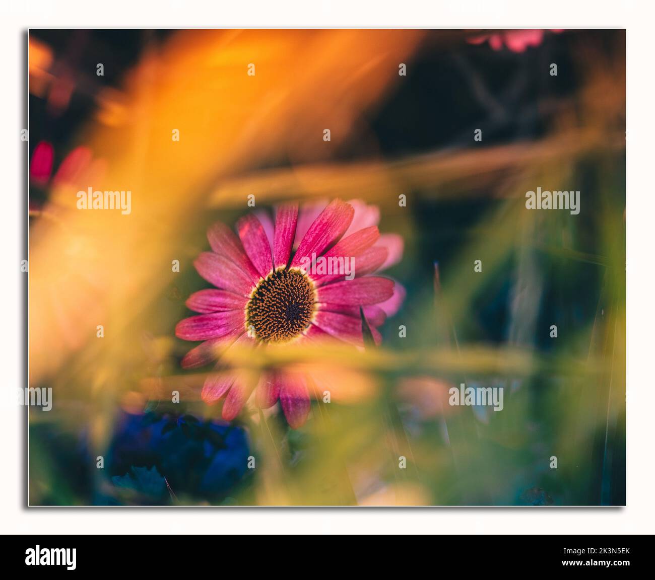 A closeup of a pink daisy growing in green grass on golden hour in a ...