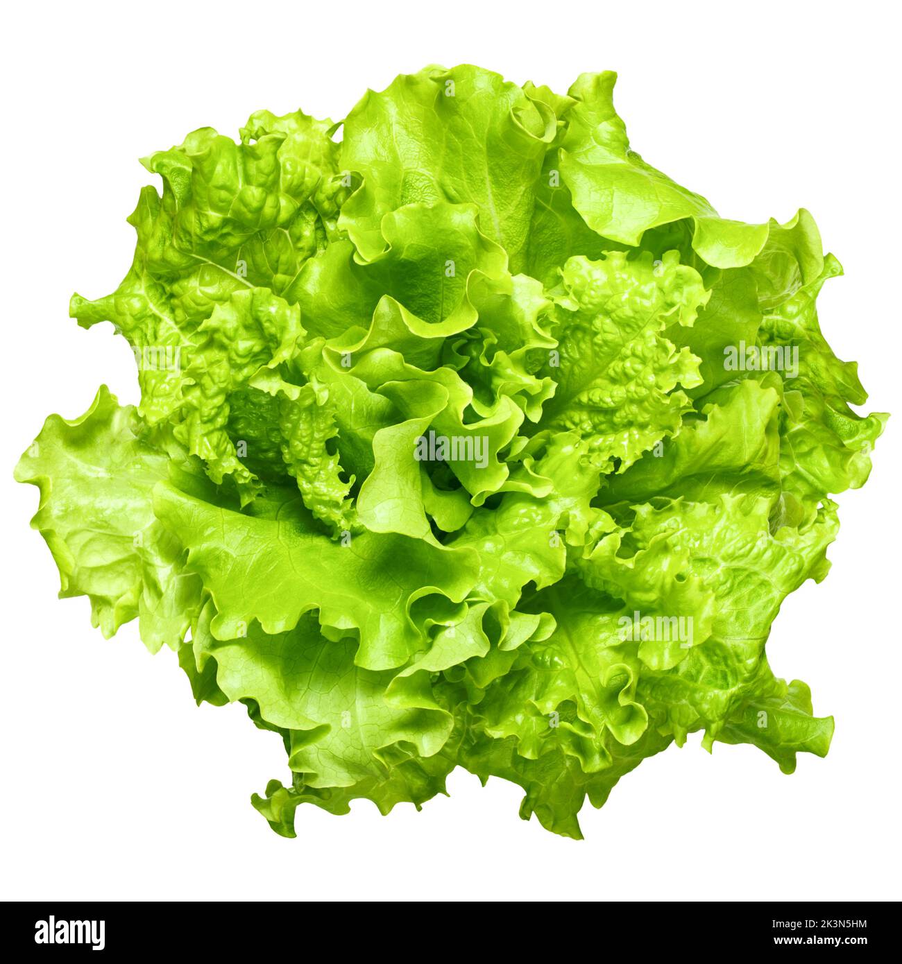 Batavia, salad, lettuce, isolated on white background, clipping path ...