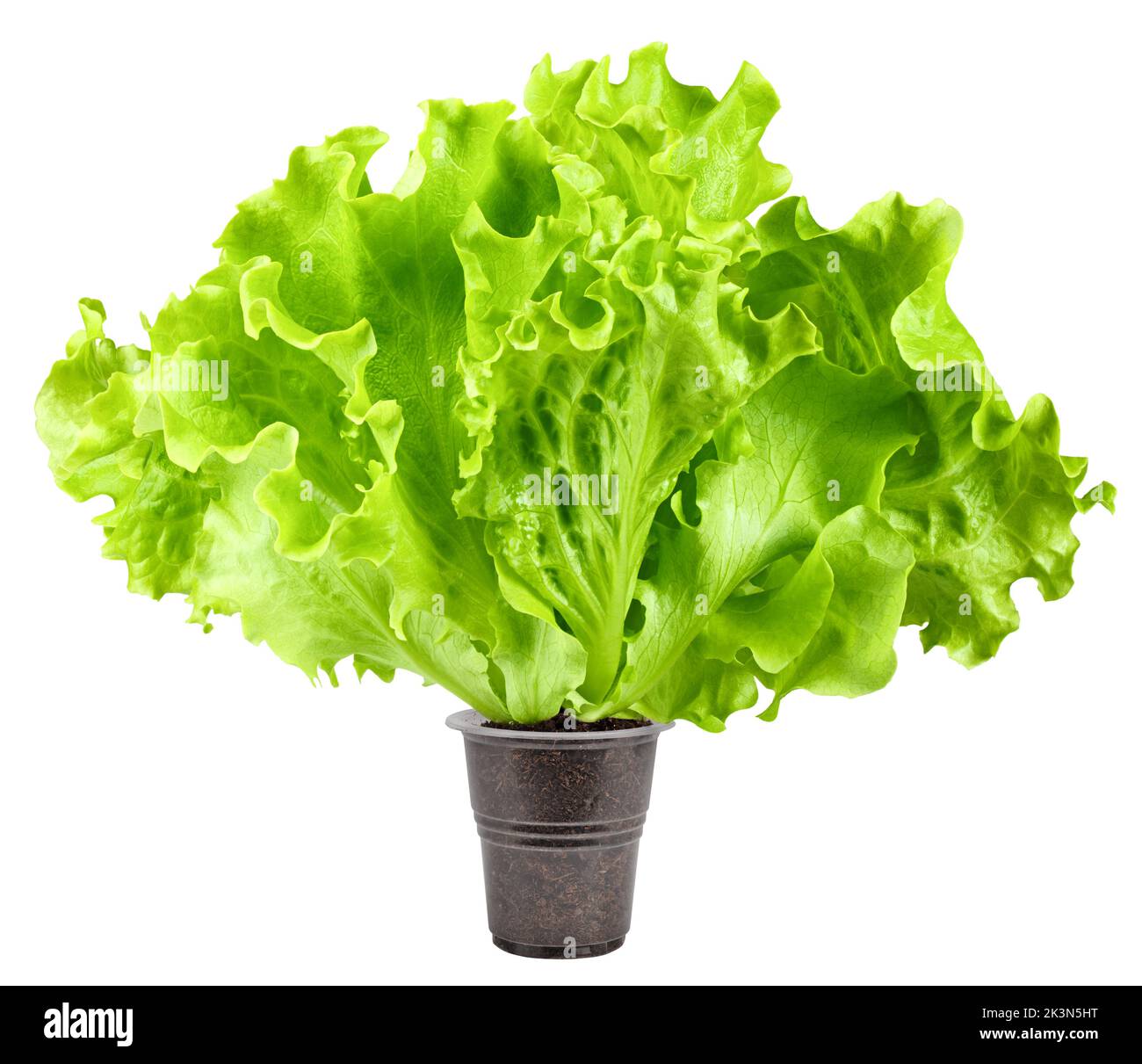 Batavia, salad, lettuce, isolated on white background, clipping path ...