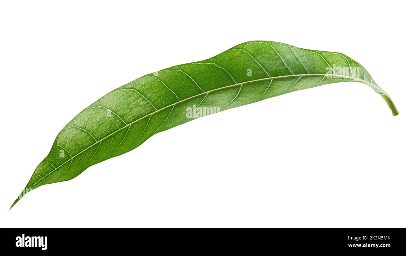 Mango leaf isolated on white background, clipping path, full depth of ...
