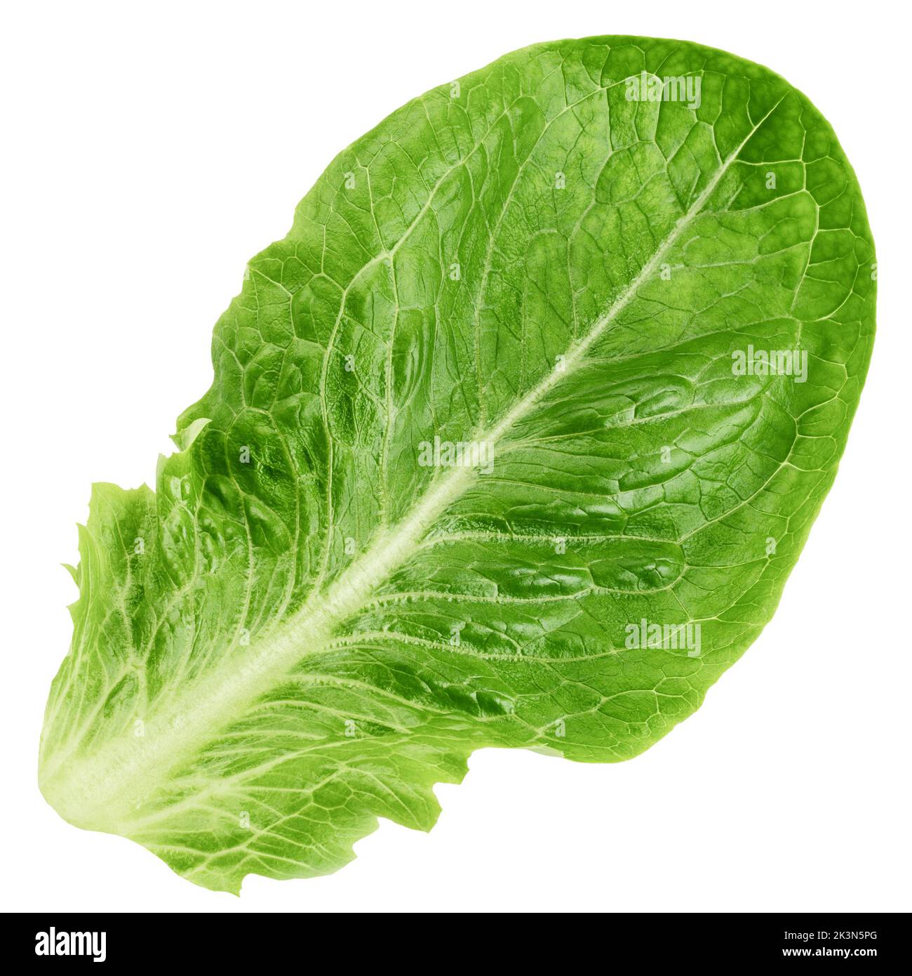 Romain Lettuce leaf isolated on white background, clipping path, full depth of field Stock Photo ...