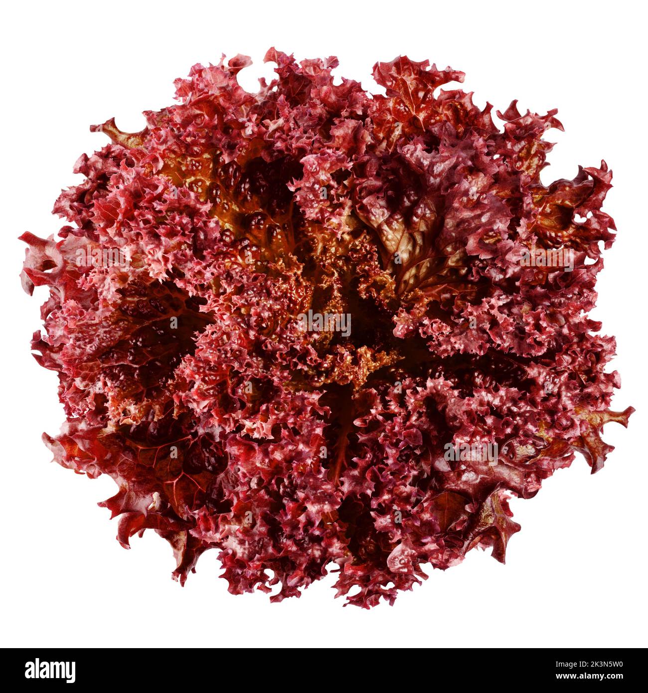 Red salad, lettuce, lollo rosso, isolated on white background, clipping ...