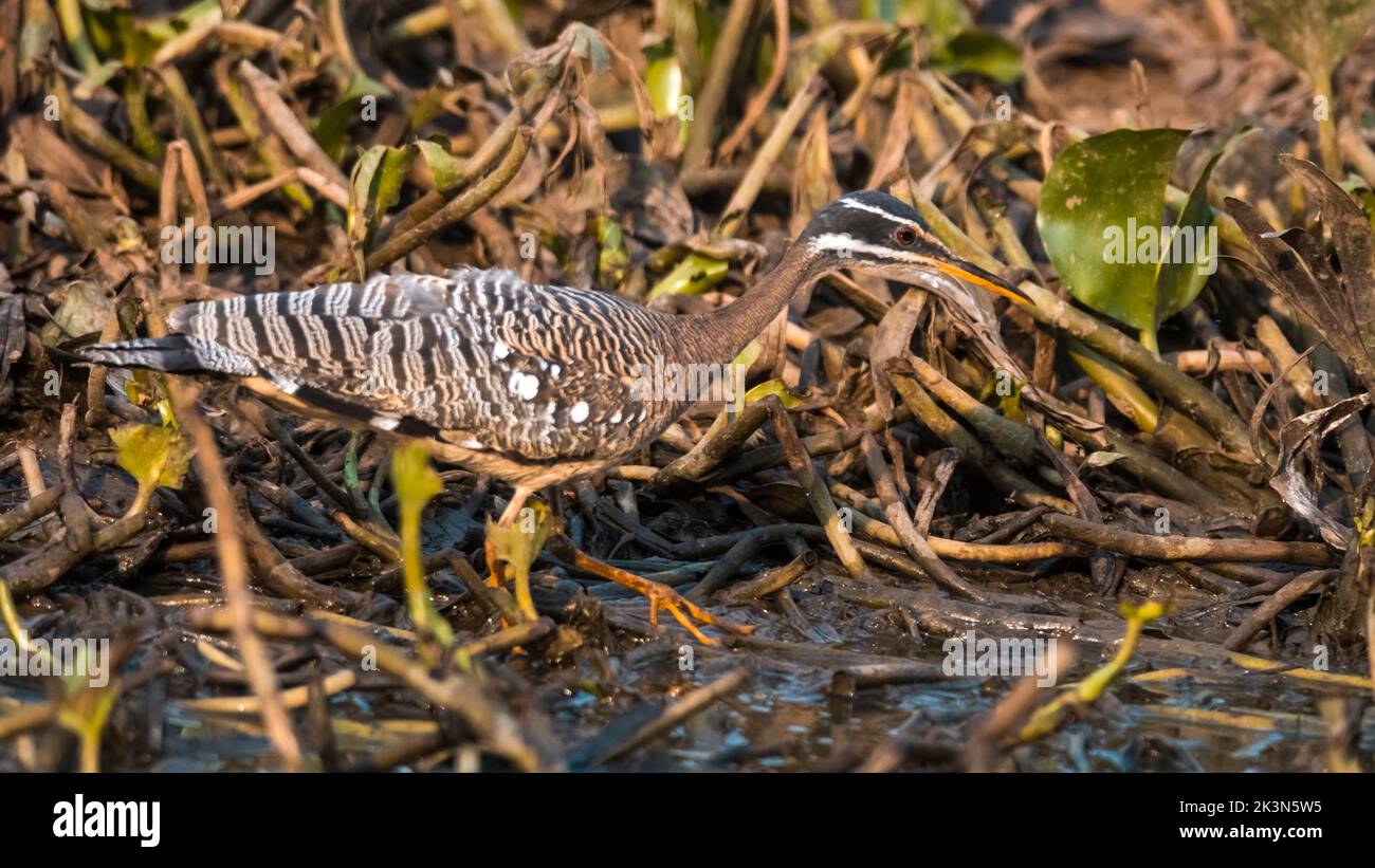 Sunbittern in wetland pantanal environment, Pantanal, Mato Grosso ...