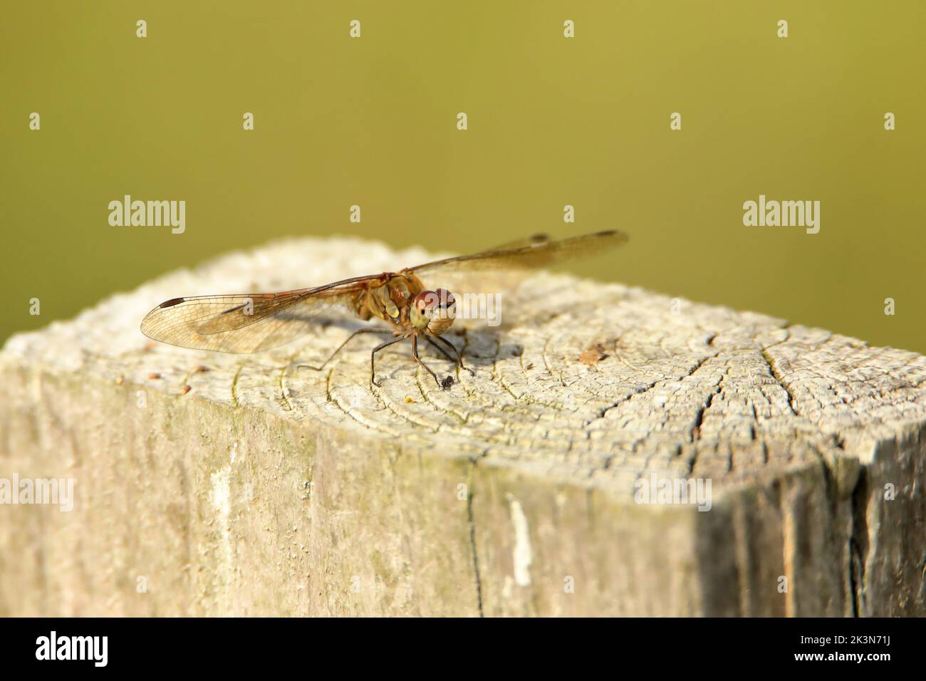 a female common darter Dragonfly (Sympetrum striolatum) at rest on top ...
