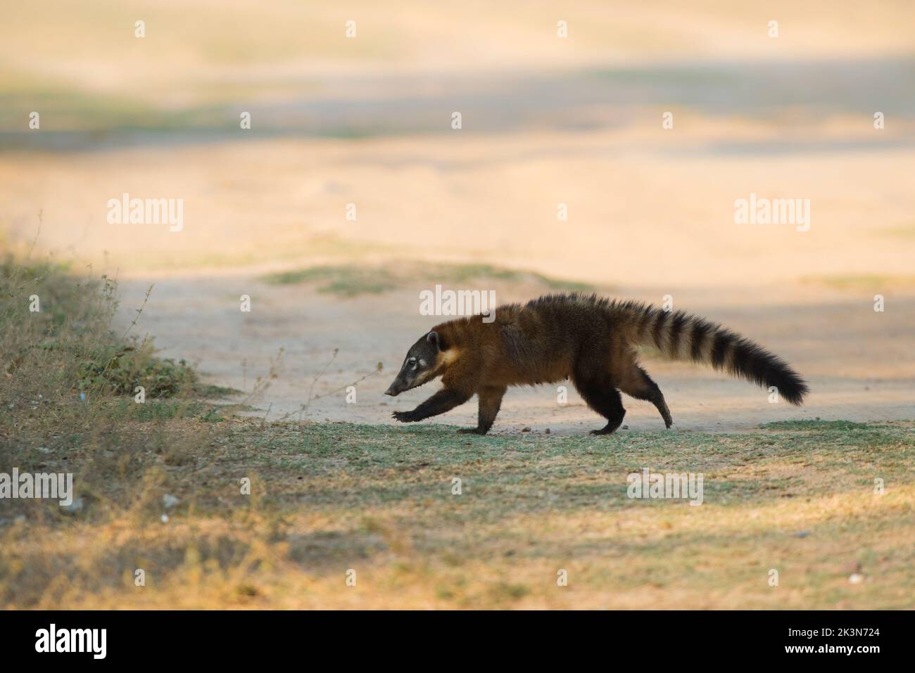 Ring tailed coati.Pantanal Brazil.World heritage site Stock Photo - Alamy