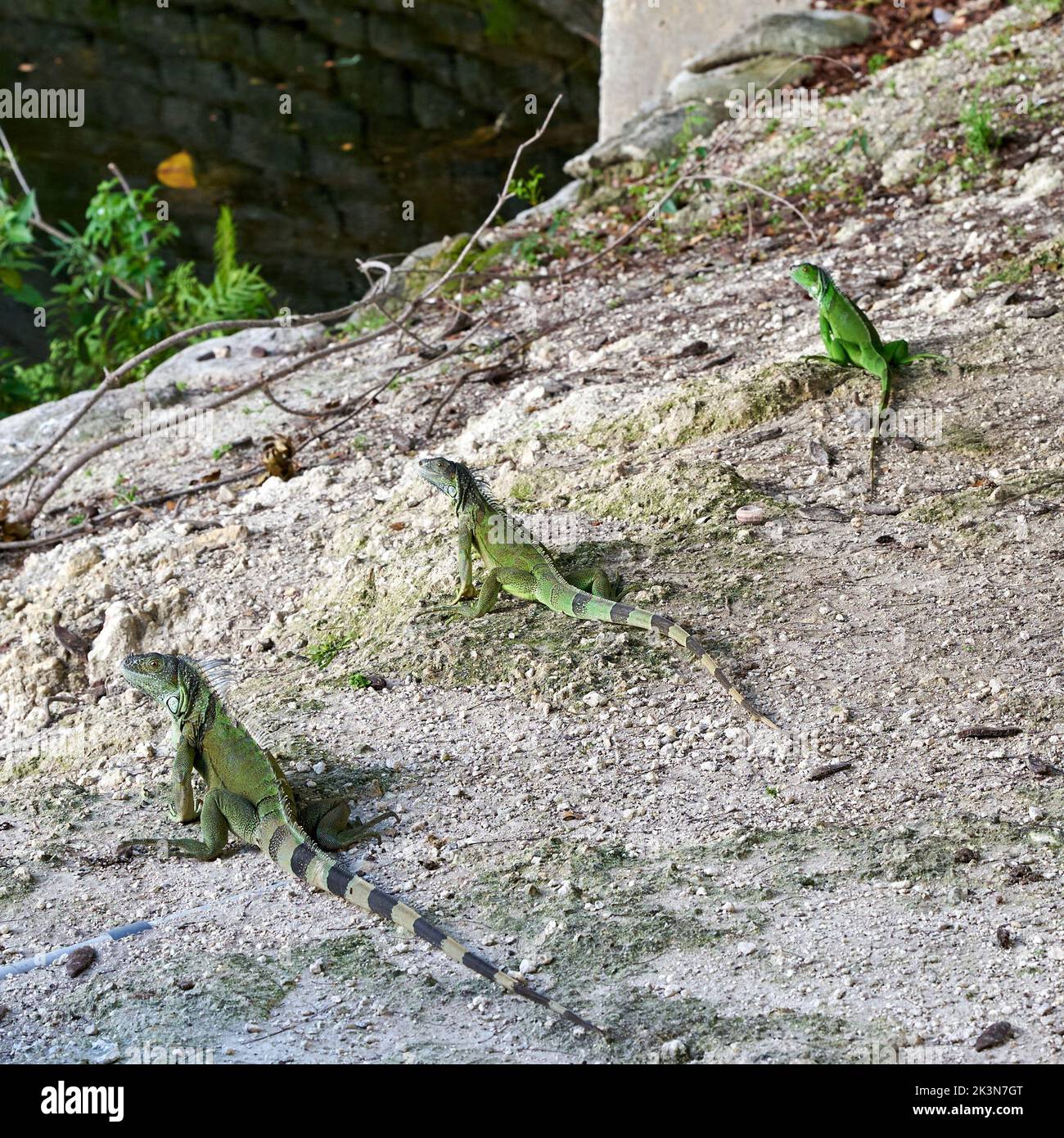 A beautiful shot of European green lizards on the ground Stock Photo ...