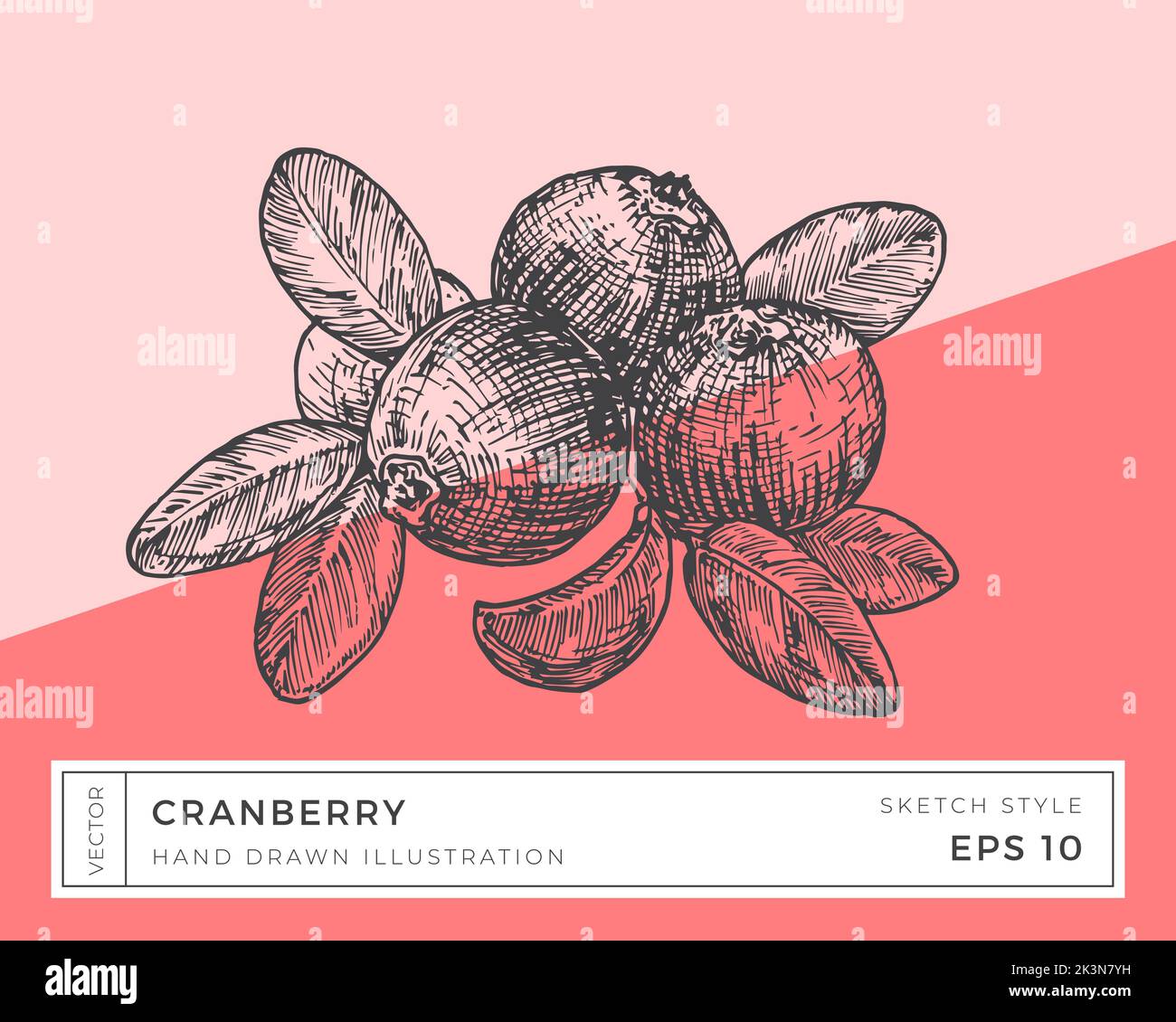 Hand Drawn Vector Cranberry Berries Branch with Leaves Illustration ...