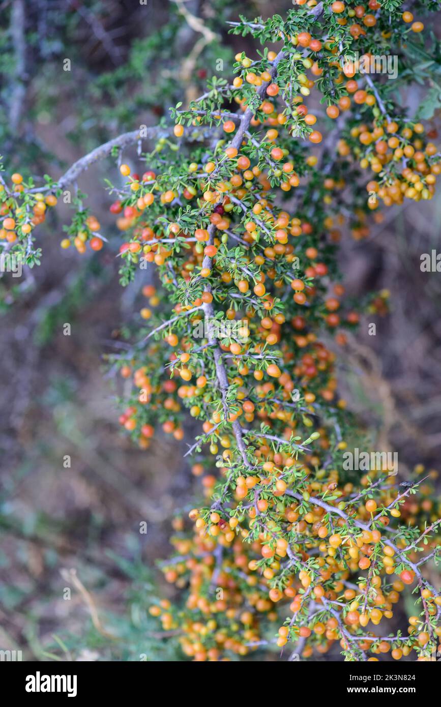 Wild fruits in Calden Forest environement, Piquillin, Condalia ...