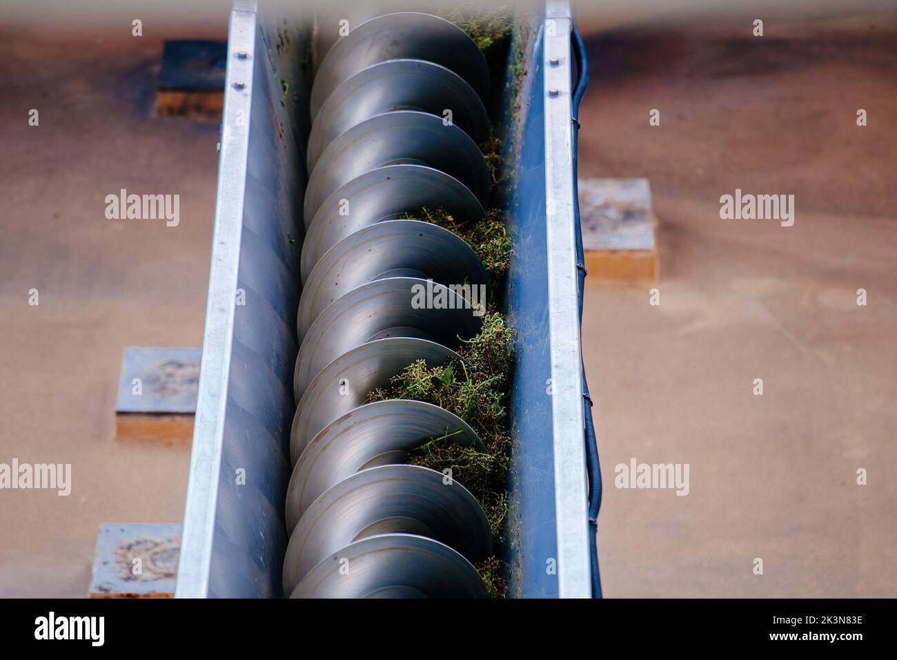 Green grapes in screw grape transportation machinery in modern winery ...