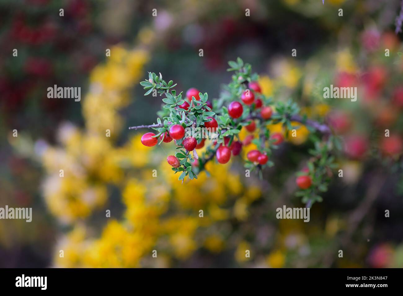Wild fruits in Calden Forest environement, Piquillin, Condalia ...