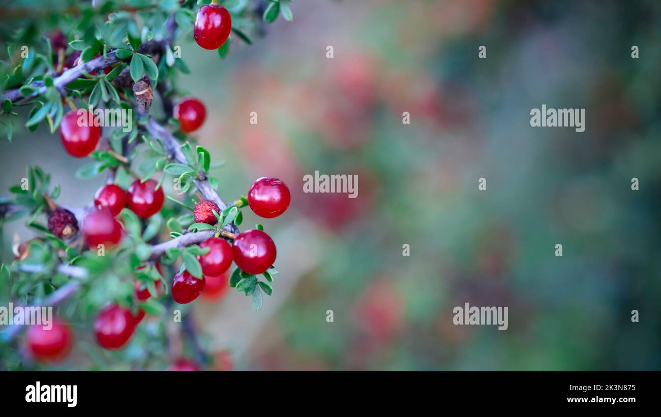 Wild fruits in Calden Forest environement, Piquillin, Condalia ...