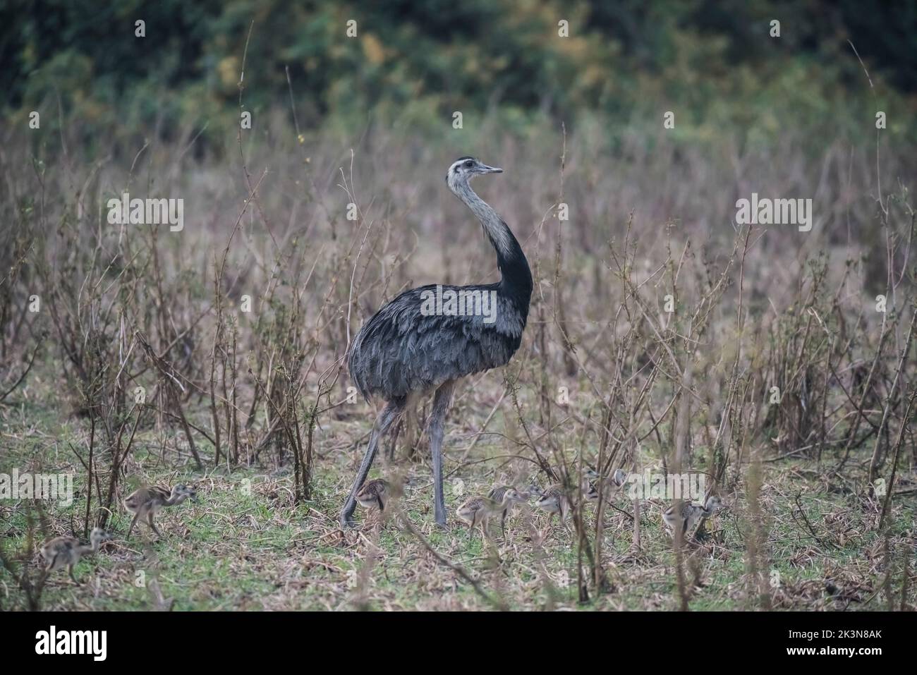 Greater Rhea with chicks, Rhea americana, Pantanal,Brazil Stock Photo ...
