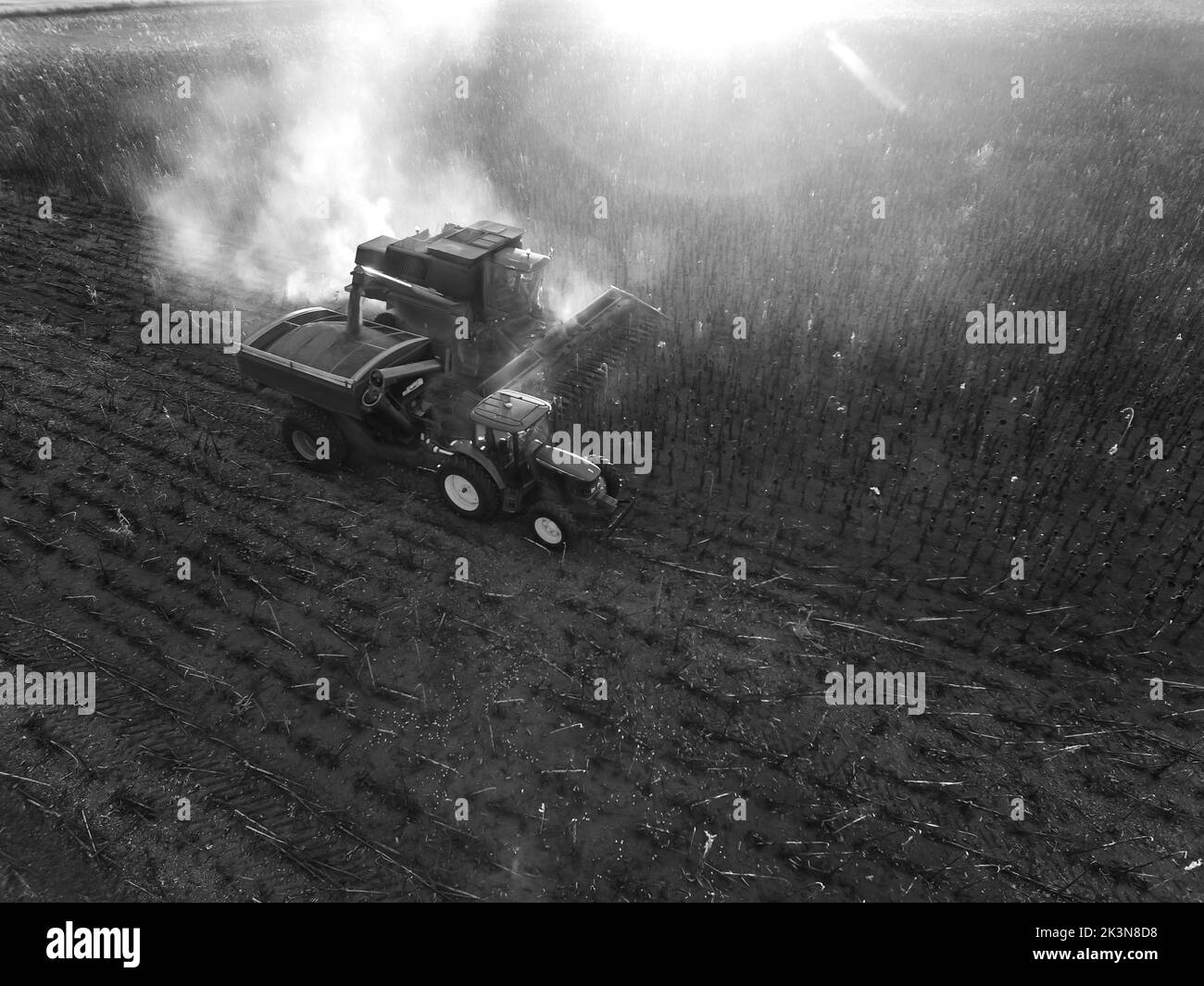 Agriculture harvester machine harvest wheat Black and White Stock ...
