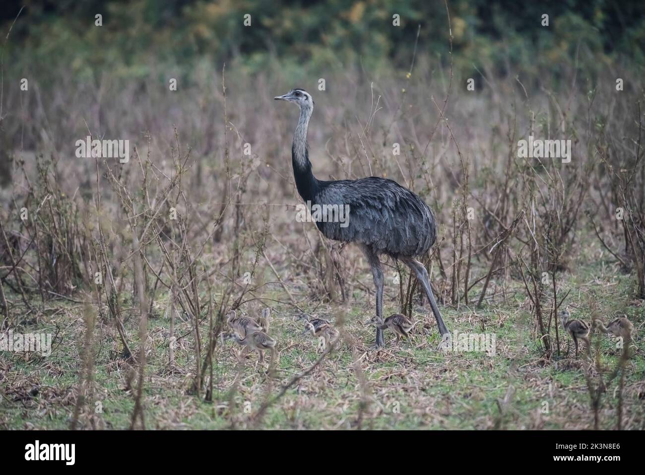 Greater Rhea with chicks, Rhea americana, Pantanal,Brazil Stock Photo - Alamy