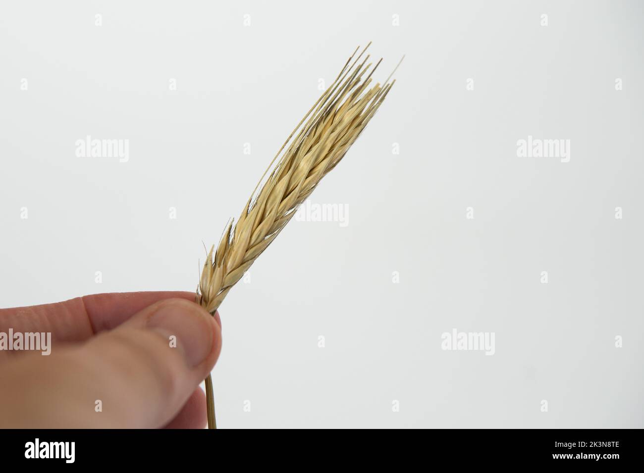 Caucasian human hand holding a wheat spike. White background Stock ...