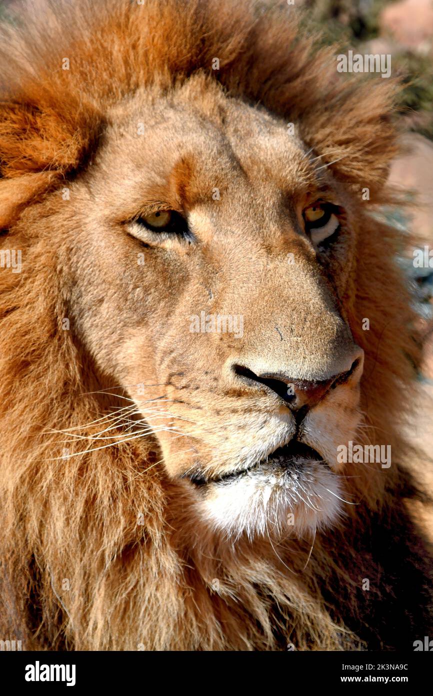 Piercing gaze hi-res stock photography and images - Alamy