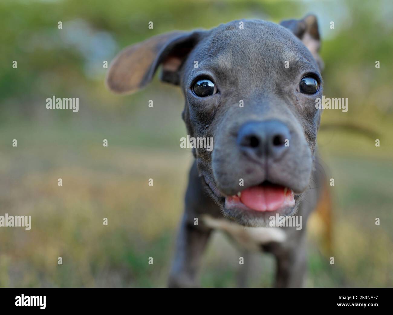 Eye gray dog close hi-res stock photography and images - Alamy