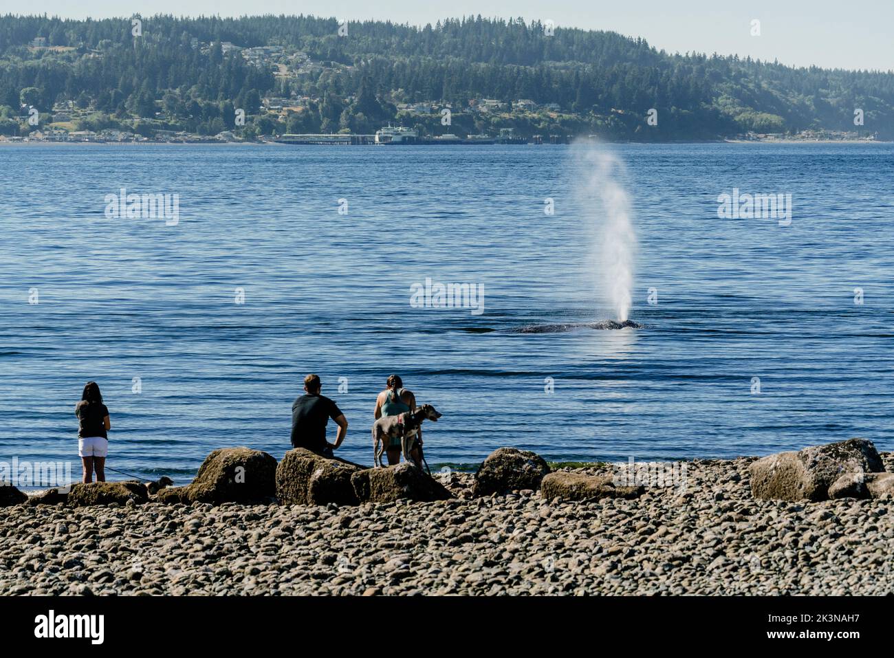 People watching large whale hi-res stock photography and images - Alamy