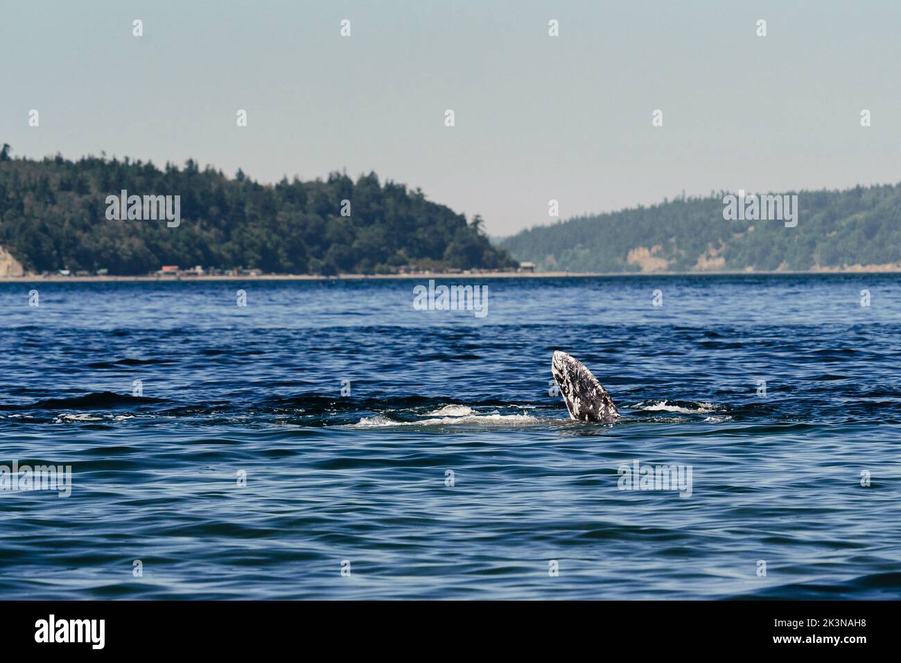 Side view of a gray whale on its side feeding on ghost shrimp Stock ...