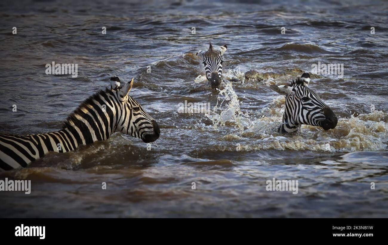 A dazzle of zebras captured swimming in a waterhole Stock Photo - Alamy