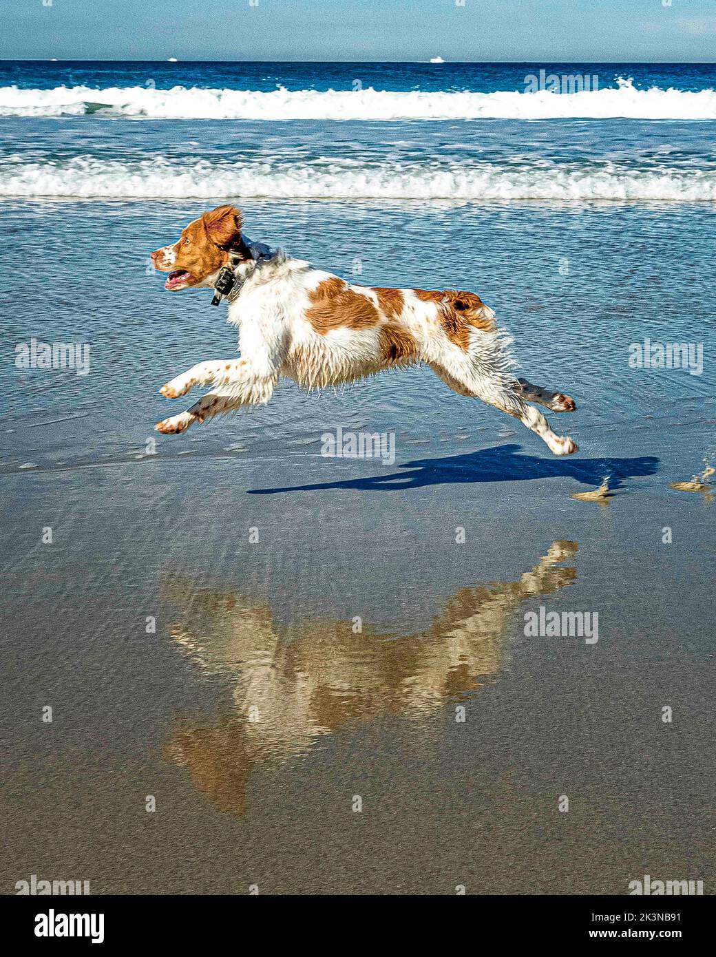 Dogs at the Beach - Playtime at the beach for happy dogs. Dogs are ...