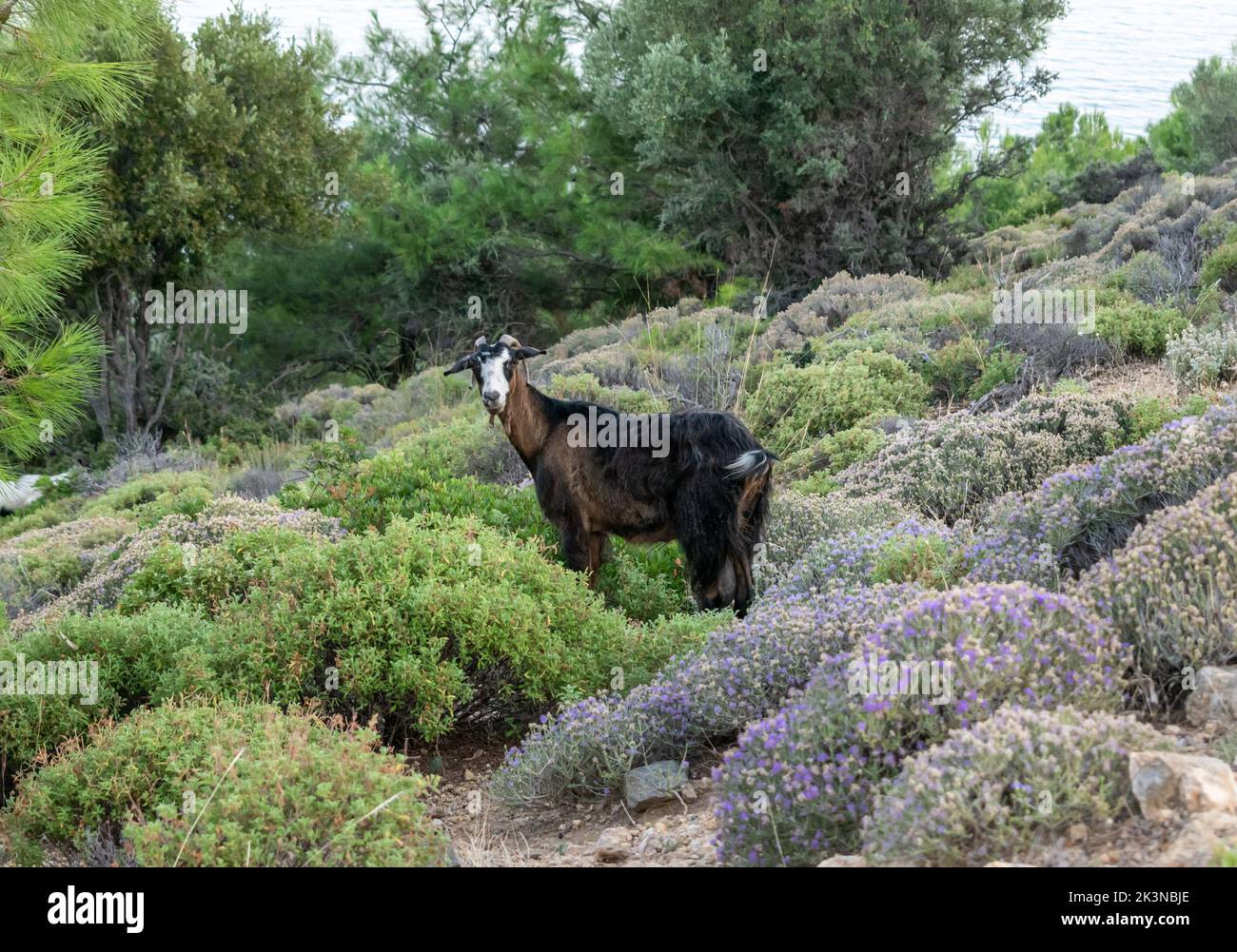 Wild goat in Thassos, Greece Stock Photo - Alamy
