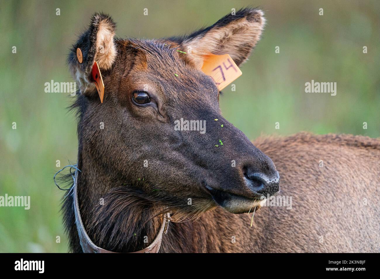 Great smoky mountains elk collar hi-res stock photography and images ...