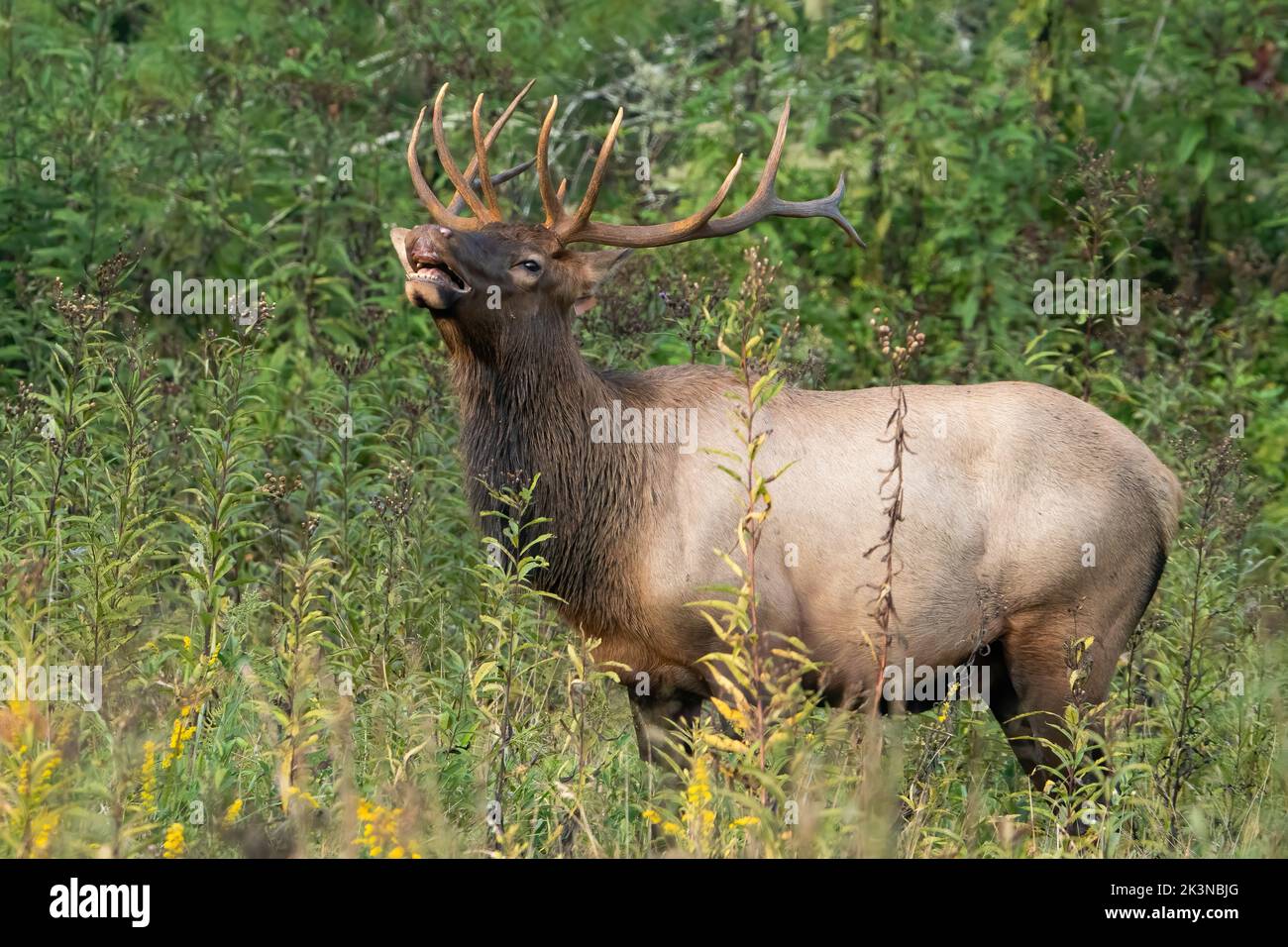 A Young Bull Lip Curling Stock Photo - Alamy