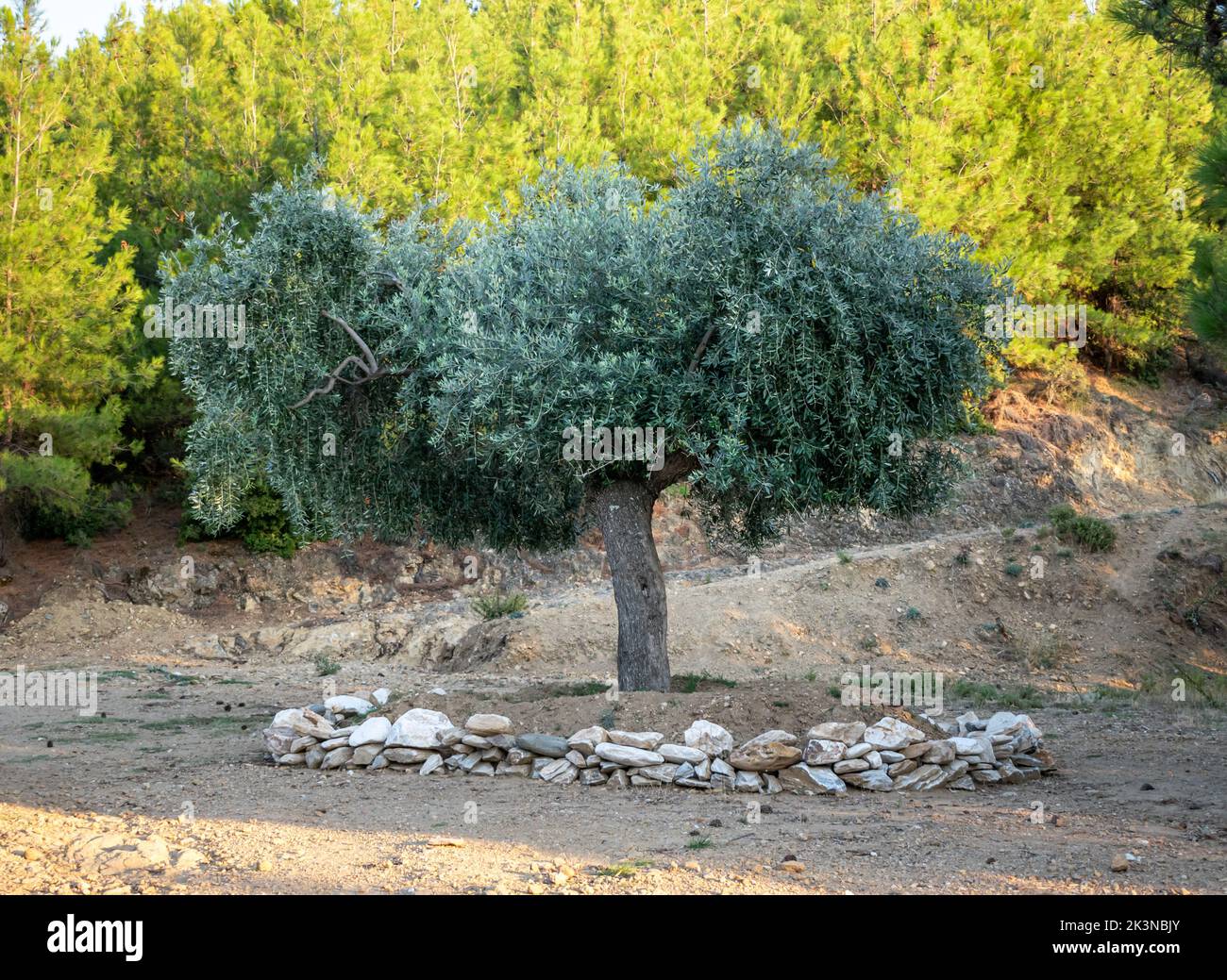 Olive tree in Thasos, Greece Stock Photo - Alamy