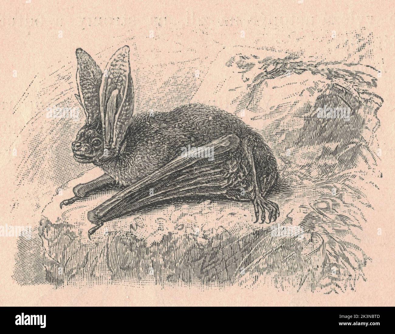 Antique engraved illustration of the brown long-eared bat. Vintage ...