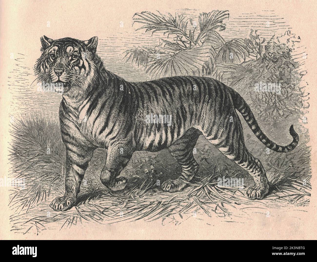 Antique engraved illustration of the tiger (Panthera tigris). Vintage ...