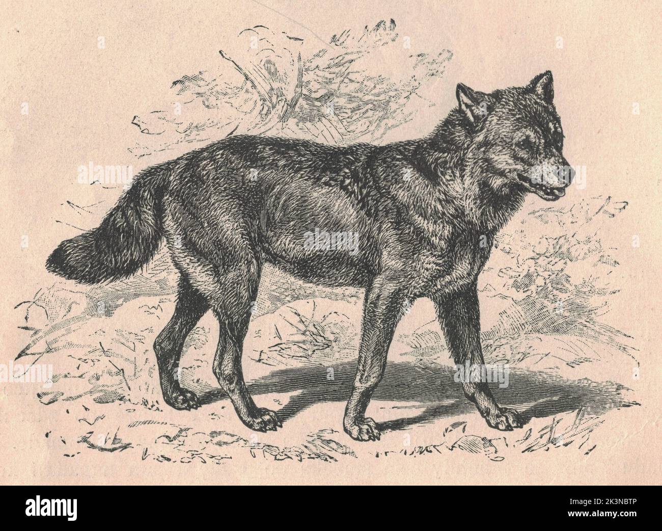 Vintage Wolf Illustration