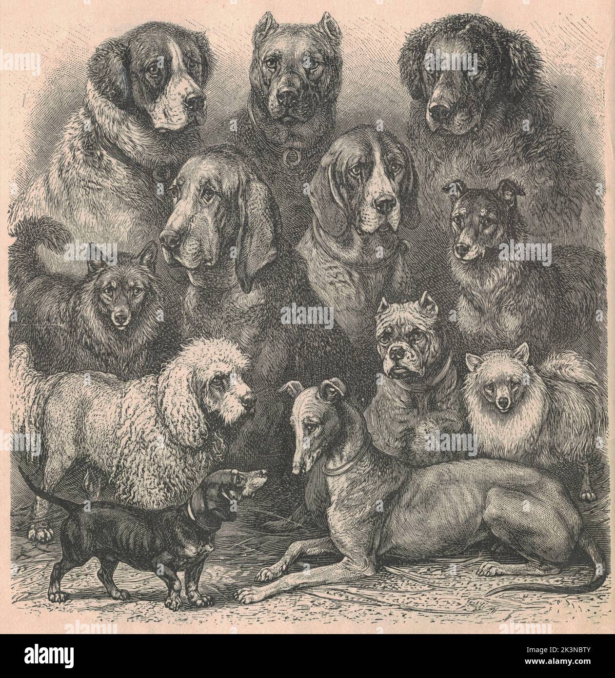 Antique engraved illustration of the dog breeds. Vintage illustration ...