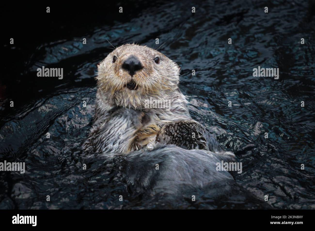 Marmot water hi-res stock photography and images - Alamy