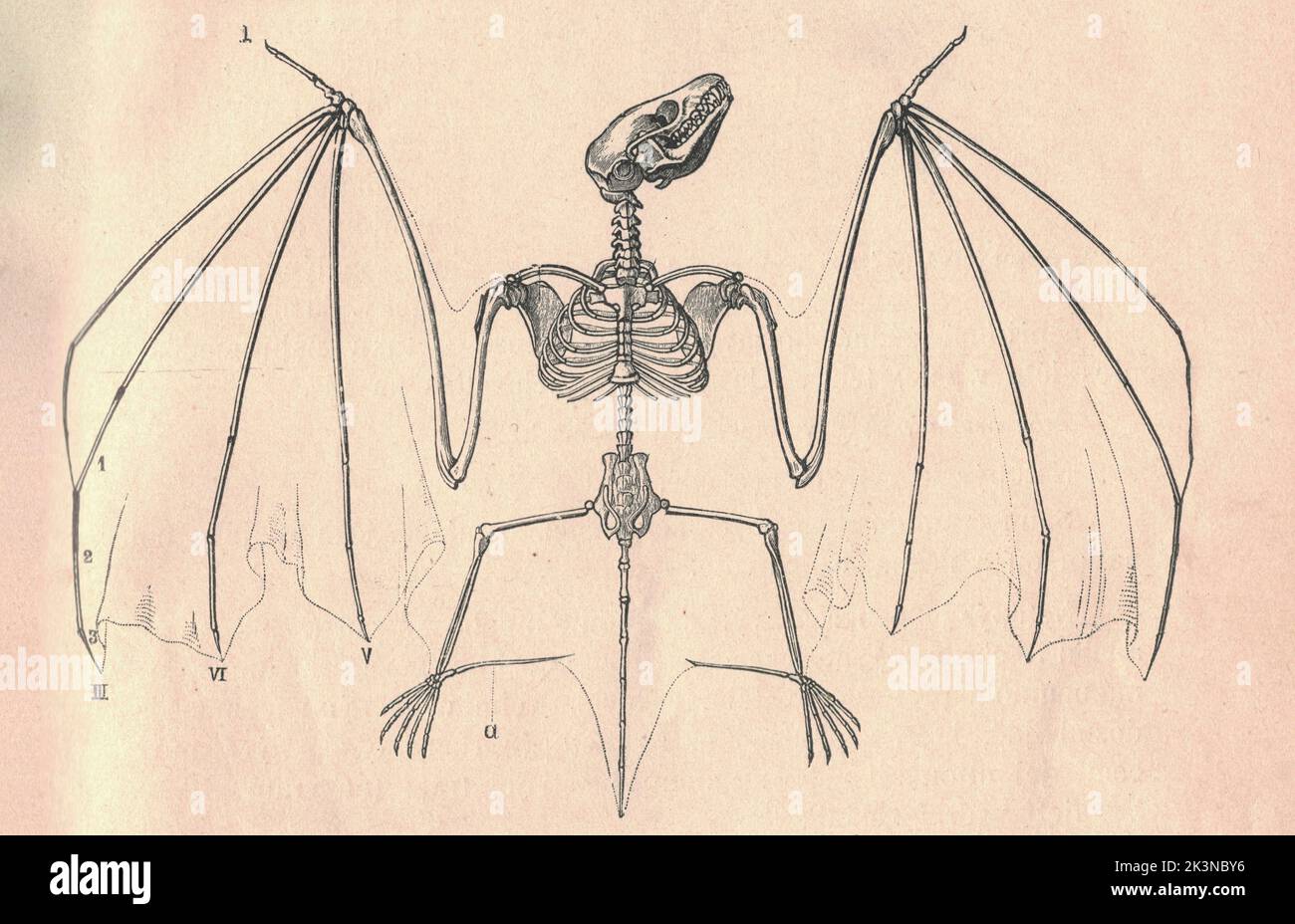 Antique engraved illustration of the skeleton bat. Vintage illustration ...