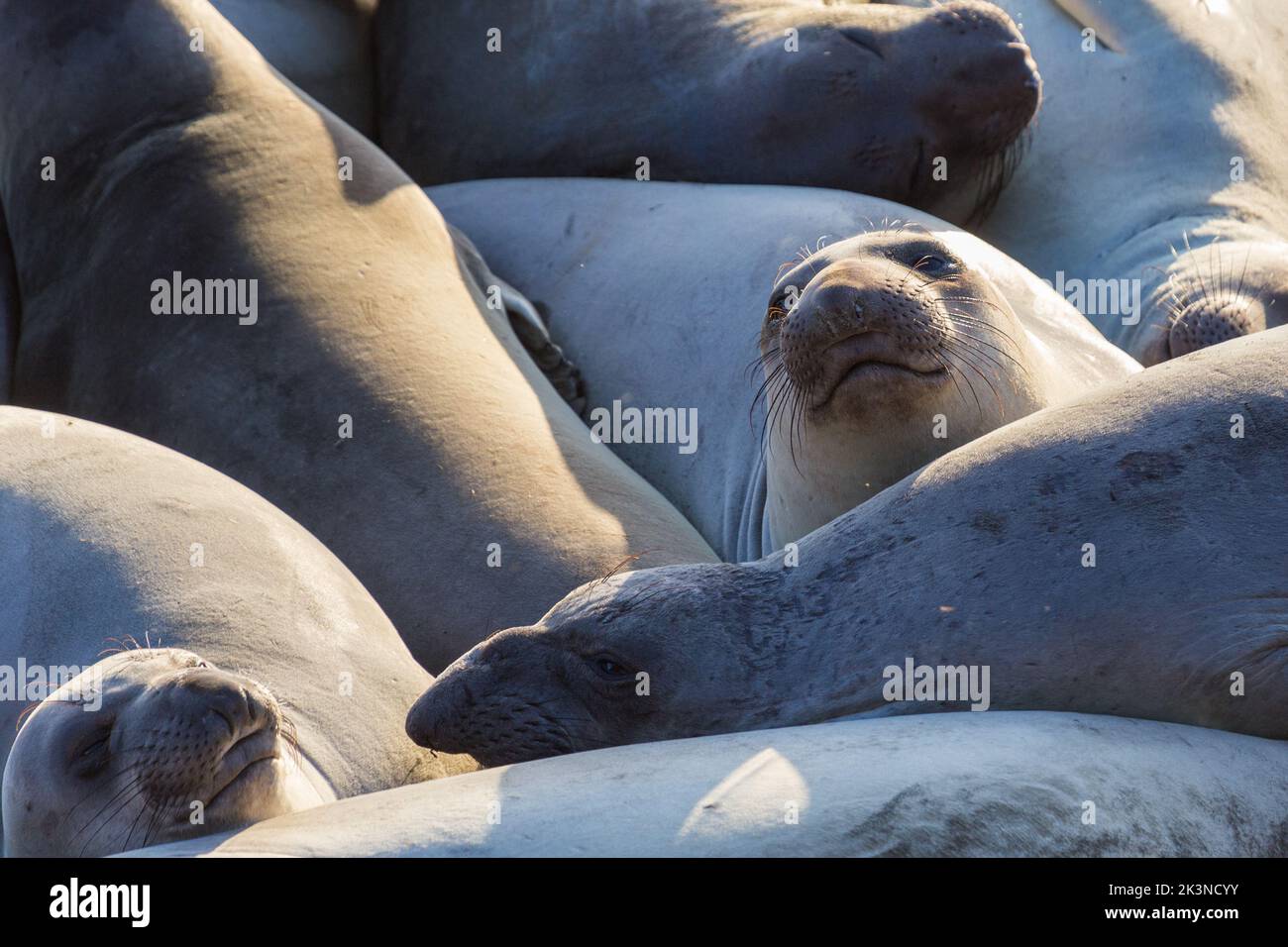 Group sea lions hi-res stock photography and images - Alamy